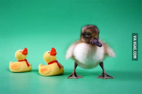 Ducks 9GAG