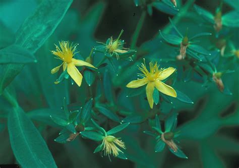 Hypericum Adpressum Creeping St Johns Wort Go Botany