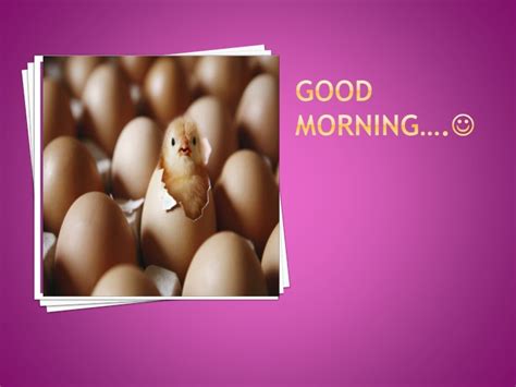 Ppt Brooding In Chicken Powerpoint Presentation Free Download Id