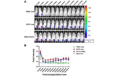 Cell Retention In Adult Nsg Mice Adult Nsg Mice Were Transplanted With