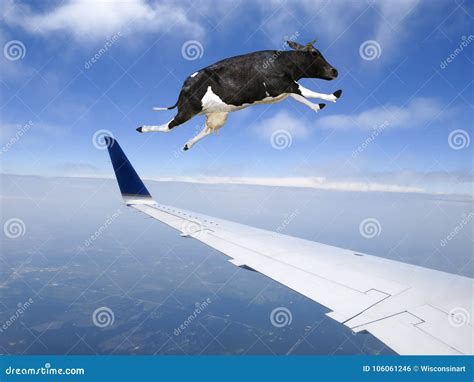 Vaca Divertida Del Vuelo Avión Viaje Foto De Archivo Imagen De