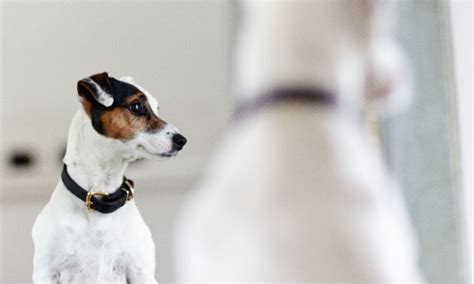 Do Dogs Recognize Themselves In A Mirror The Dogington Post