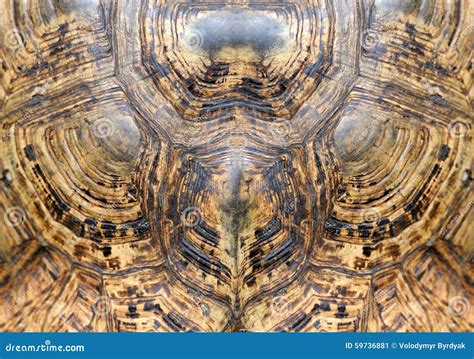 Turtle Carapace Stock Image Image Of Black Hard Beautiful 59736881