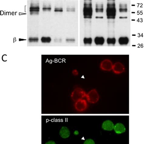 The Presence Of Peptide Class Ii Complexes Within Antigen Bcr Class Ii Download Scientific