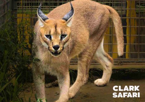 Ultimate Guide To Clark Safari And Adventure Park 2025
