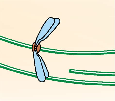 Take A Look At This Image Of A Mitotic Spindle Now Chegg