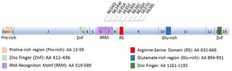 Lmna Mutation Progeria