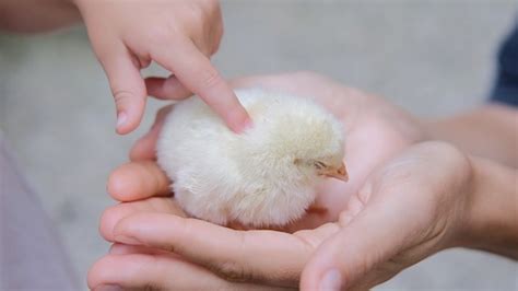 작은 귀여운 노란 병아리 작은 아이의 손을 들고 신생아 국내 생물을 닫습니다 여자의 손에 그녀가 그녀의 아이에게 보여 병아리의