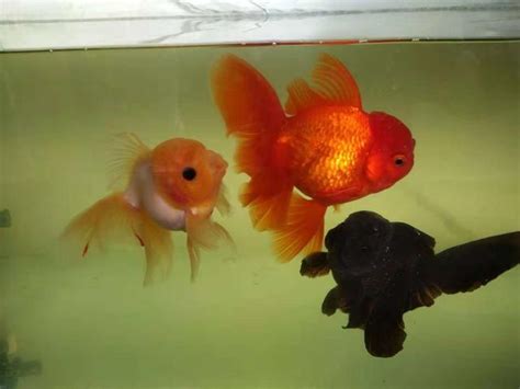 家養的普通金魚是不是也能繁殖 每日頭條