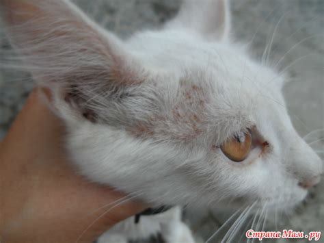 Лишай у кошек как лечится: Чем лечить лишай у кошки — препараты и ...