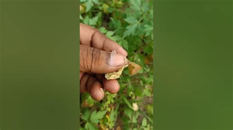 வாத நோய்கு மருந்தாகும் முடகத்தான் கீரை Shorts Herbal Youtube
