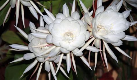 Cómo cuidar la dama de noche consejos y trucos Jardineria On