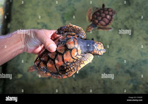 Man Holding Juvenile Loggerhead Turtle At Koggala Habaraduwa Turtle