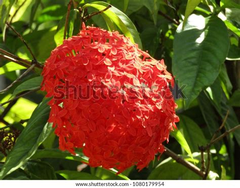 Ixora Coccinea Ixora Coccinea Called Santan Stock Photo 1080179954