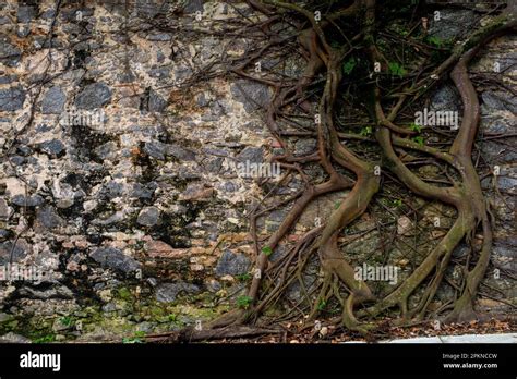 Tree Roots Stuck In Old Stone Wall In Nature Location Front View Stock Photo Alamy