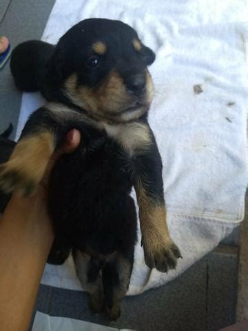 Doa Se 4 Filhotes De Rottweiler Mestico Femea OFERTAS Vazlon Brasil