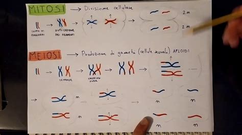 Mitosi E Meiosi Principali Differenze Spiegazione Rapida
