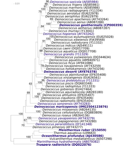 Teamnyc Softwaredeinococcusdeinococcus Genera
