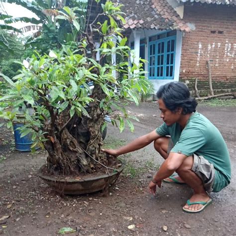 Jual Bonsai Jumbo BUNUT Shopee Indonesia
