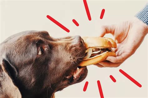 Texas Dog Owners Beware Never Feed Your Dog These Foods