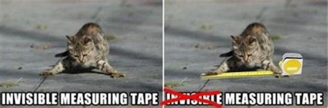 Invisible Cat Activities Made Visible ThBlog