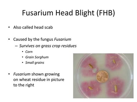 PPT Fusarium Head Blight Of Wheat PowerPoint Presentation Free