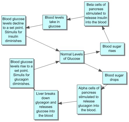 Activity 2 1 3 Feed Back Loop PLTW Biomedical Sciences Portfolio
