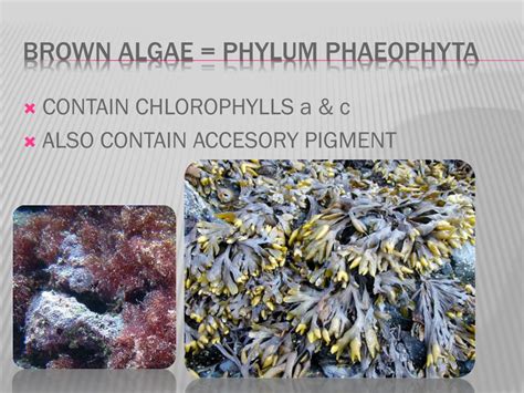Ppt Aquatic Ancestors Of Land Plants Powerpoint Presentation Free