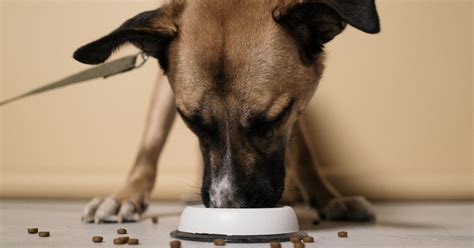 10 Best Dog Food Containers