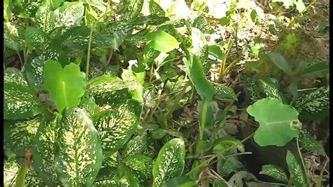 Halaman Na Parang Gabi Ang Dahon