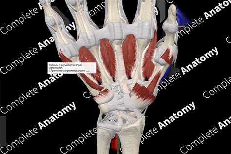 Palmar Carpometacarpal Ligaments Complete Anatomy