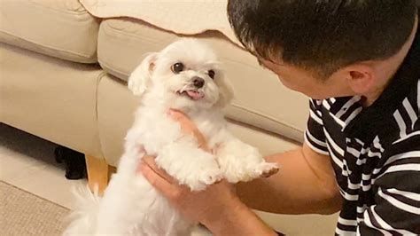 아빠가 집에 들어오자 마음이 급한 강아지 Youtube