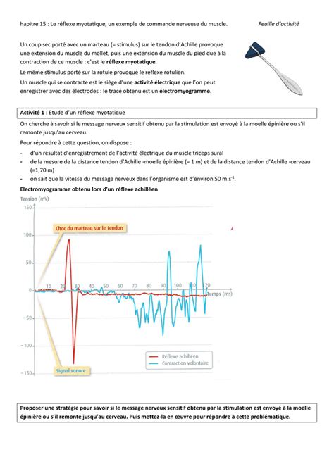 Le réflexe myotatique un exemple de commande nerveuse du