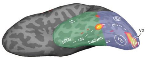 Pdf Ventral Occipito Temporal Cortex Function And Anatomical