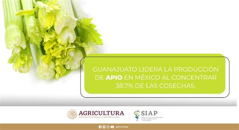 Siap On Twitter En Se Cosecharon Mil Toneladas De Apio