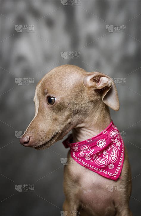 意大利灰猎犬 小的 注视镜头 垂直画幅 美 维希拉猎犬 褐色 运动员 罗德西亚脊背犬 猎犬