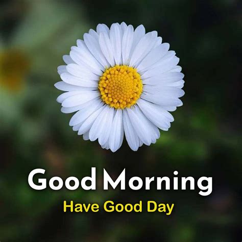 Beautiful Good Morning Flower Images Picture