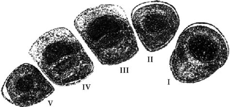 Epidermal Ridge Semantic Scholar