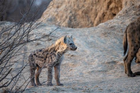 Spotted Hyena Cub Free Photo On Pixabay