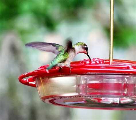 Female Ruby Throated Hummingbird Free Photo Download Freeimages