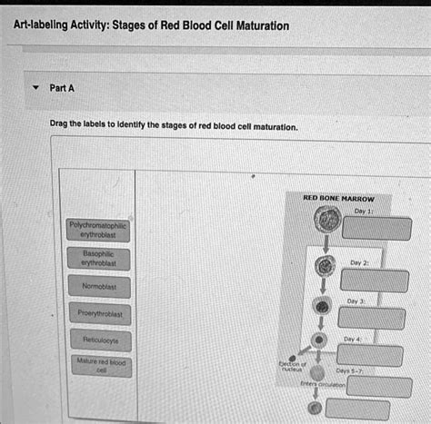 SOLVED Art Labeling Activity Stages Of Red Blood Cell Maturation Part