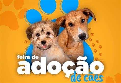 Notícia Nova Feira De Adoção De Cães E Castração Gratuita Para Cães E