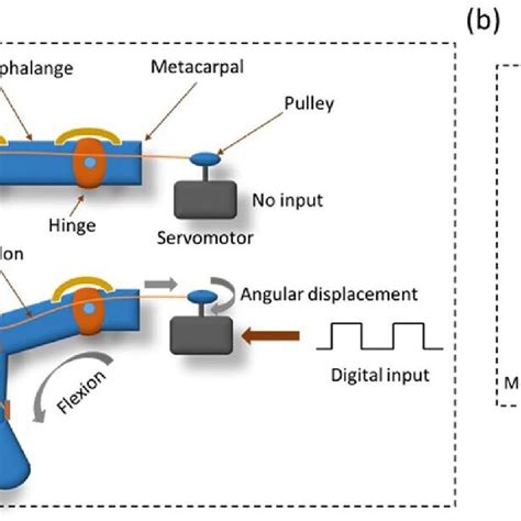 A Actuation Scheme For Hand Fingers B Installation Of Fsr At The Thumb