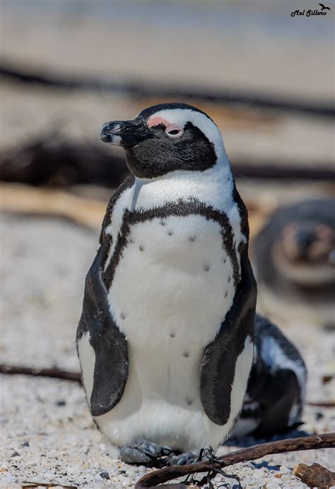 Pinguino Del Cabo Spheniscus Demersus El Rincon Del Botanico