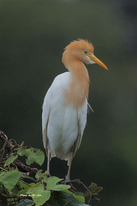 黃頭鷺 Cattle Egret 俗名 牛背鷺 學 名 Bubulcus Ibis 英 名 Cattle E Flickr