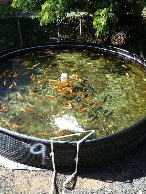 Backyard Fish Farming In 2020 Backyard Aquaponics Fish Farming