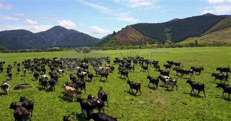 草原牛群图片牛在草原图片大全草原牛群大山谷图库