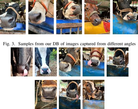 Figure 3 From Muzzle Based Identification Of Cattle Using Kaze Semantic Scholar