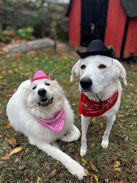 Happy Halloween Album On Imgur