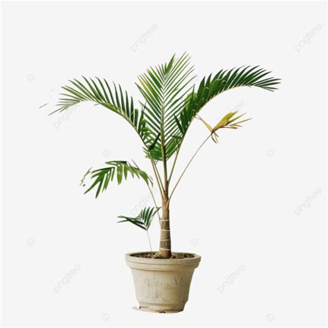 在鍋裡的綠色棕櫚樹 绿色 棕櫚樹 植物png去背圖片素材免費下載，免摳圖設計圖案下載 Pngtree